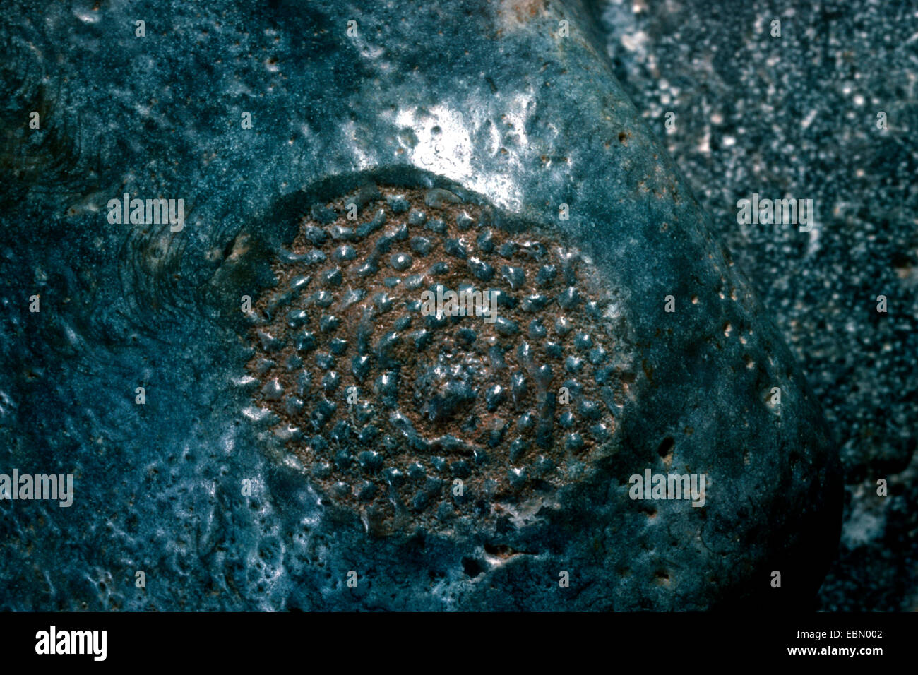 sponge, fossilized sponge, upper Cretaceous, Denmark Stock Photo - Alamy