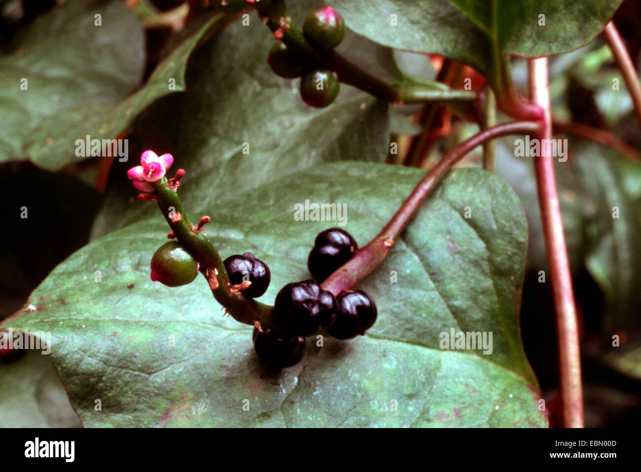Indian Spinach, Malabar Nightshade, Vine Spinach, Slippery Vegetable ...