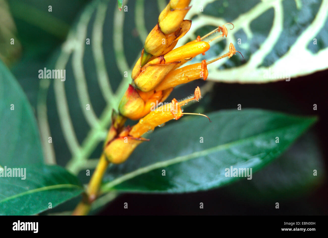 Fire Fingers (Sanchezia nobilis), inflorescence Stock Photo - Alamy