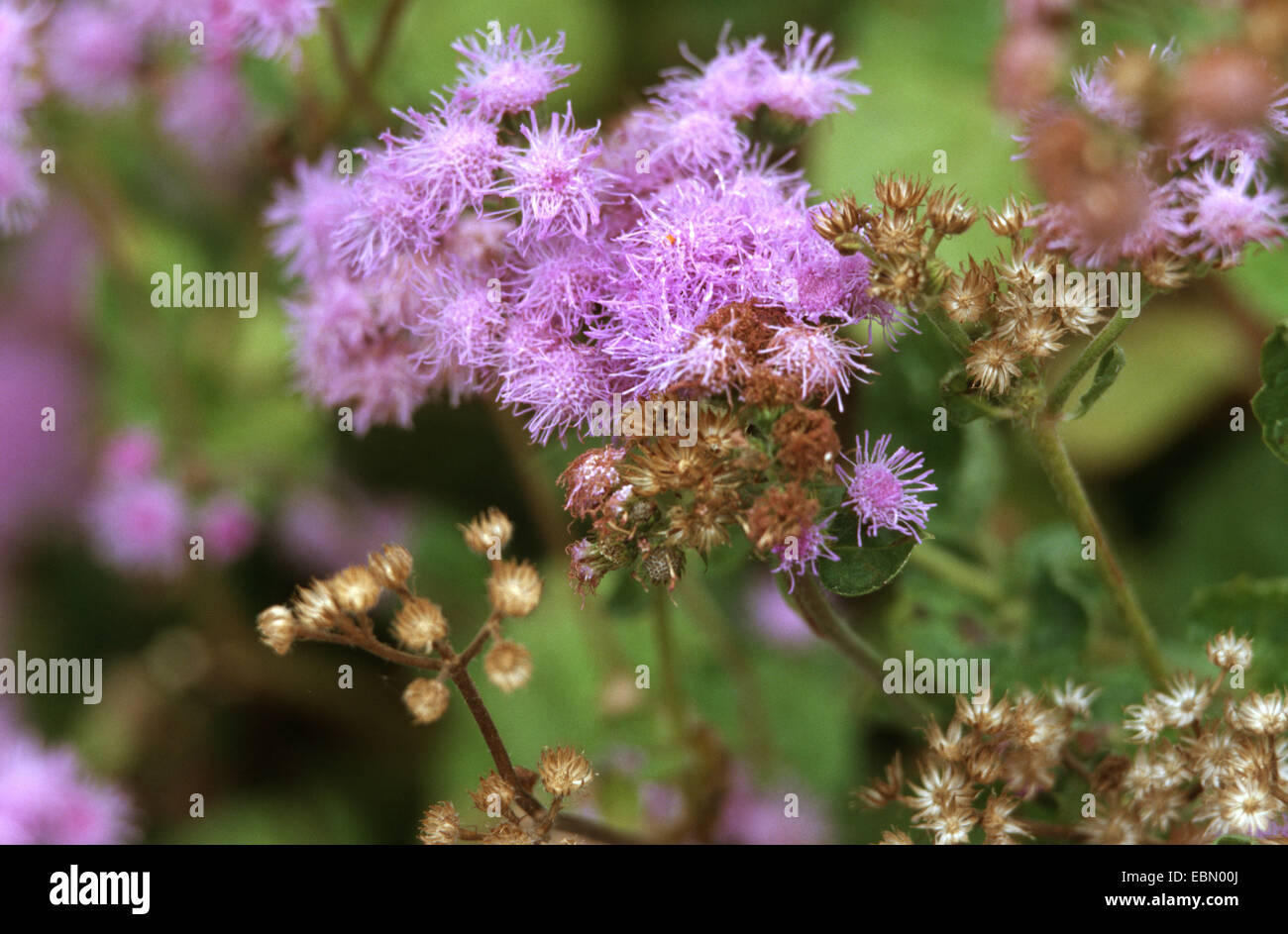 maile-hohono, flossflower (Ageratum houstonianum, Ageratum conyzoides ...