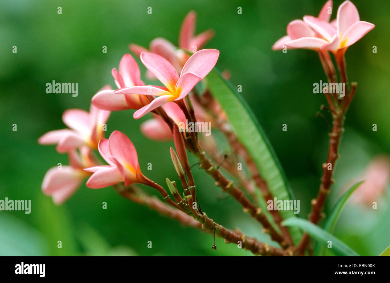 templetree, red plumeria (Plumeria rubra), flowers Stock Photo - Alamy