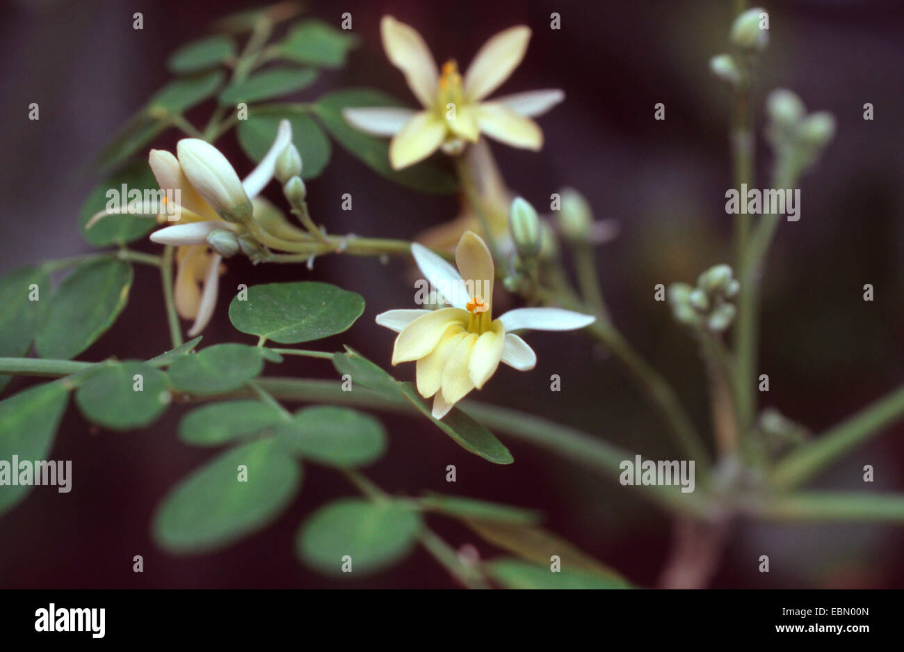 African moringo (Moringa ovalifolia), blooming Stock Photo - Alamy