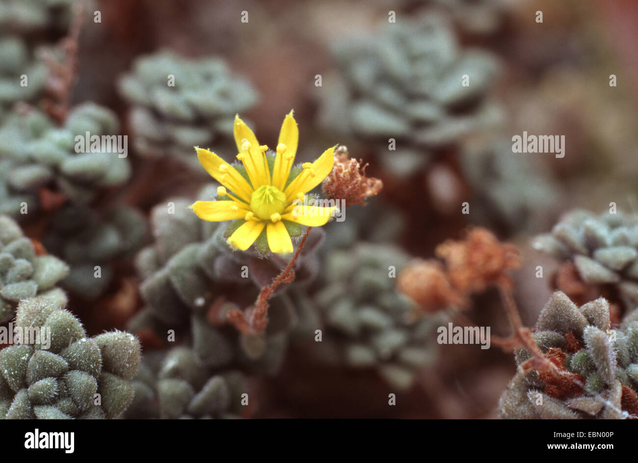 Cloud grass hi-res stock photography and images - Alamy