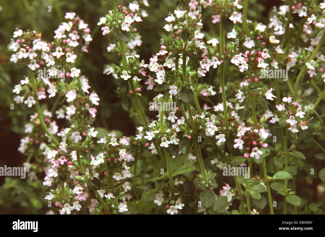 Lemon Thyme (Thymus x citriodorus, Thymus citriodorus, Thymus ...