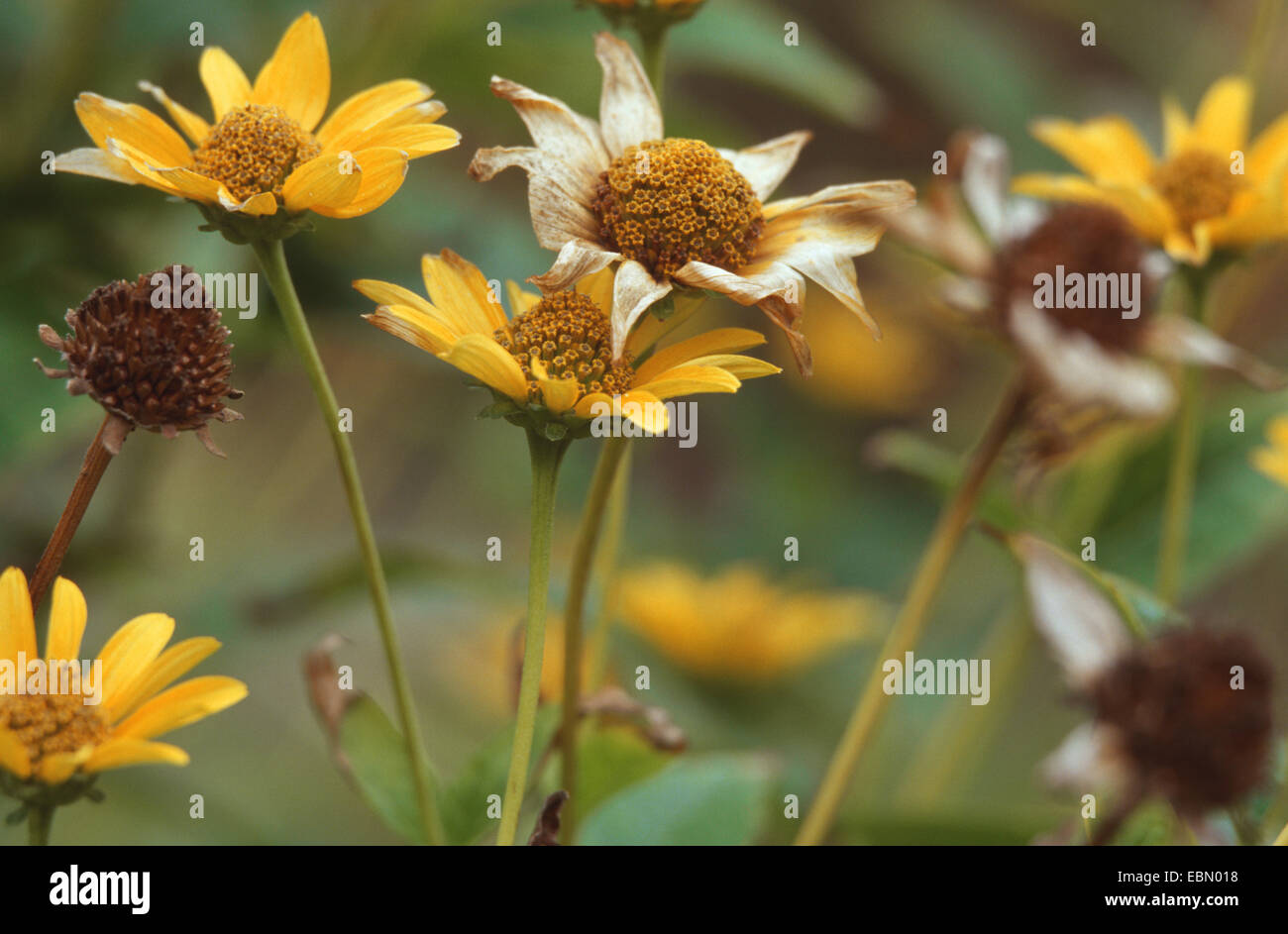 Garden quinine hi-res stock photography and images - Alamy