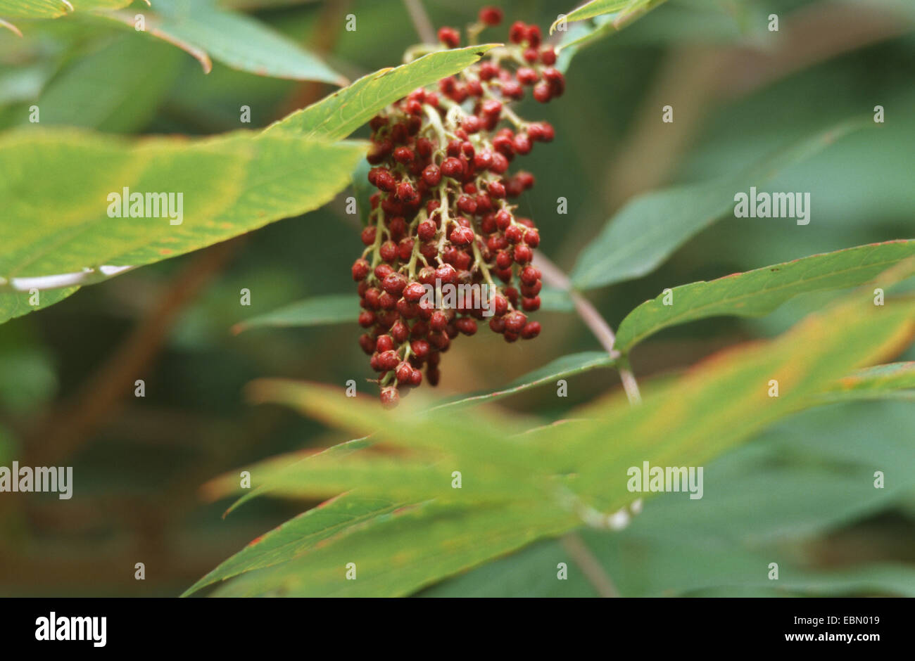 Smooth sumach (Rhus glabra), infructescence Stock Photo - Alamy