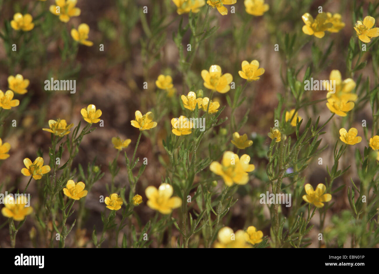 field buttercup, corn buttercup (Ranunculus arvensis), blooming ...