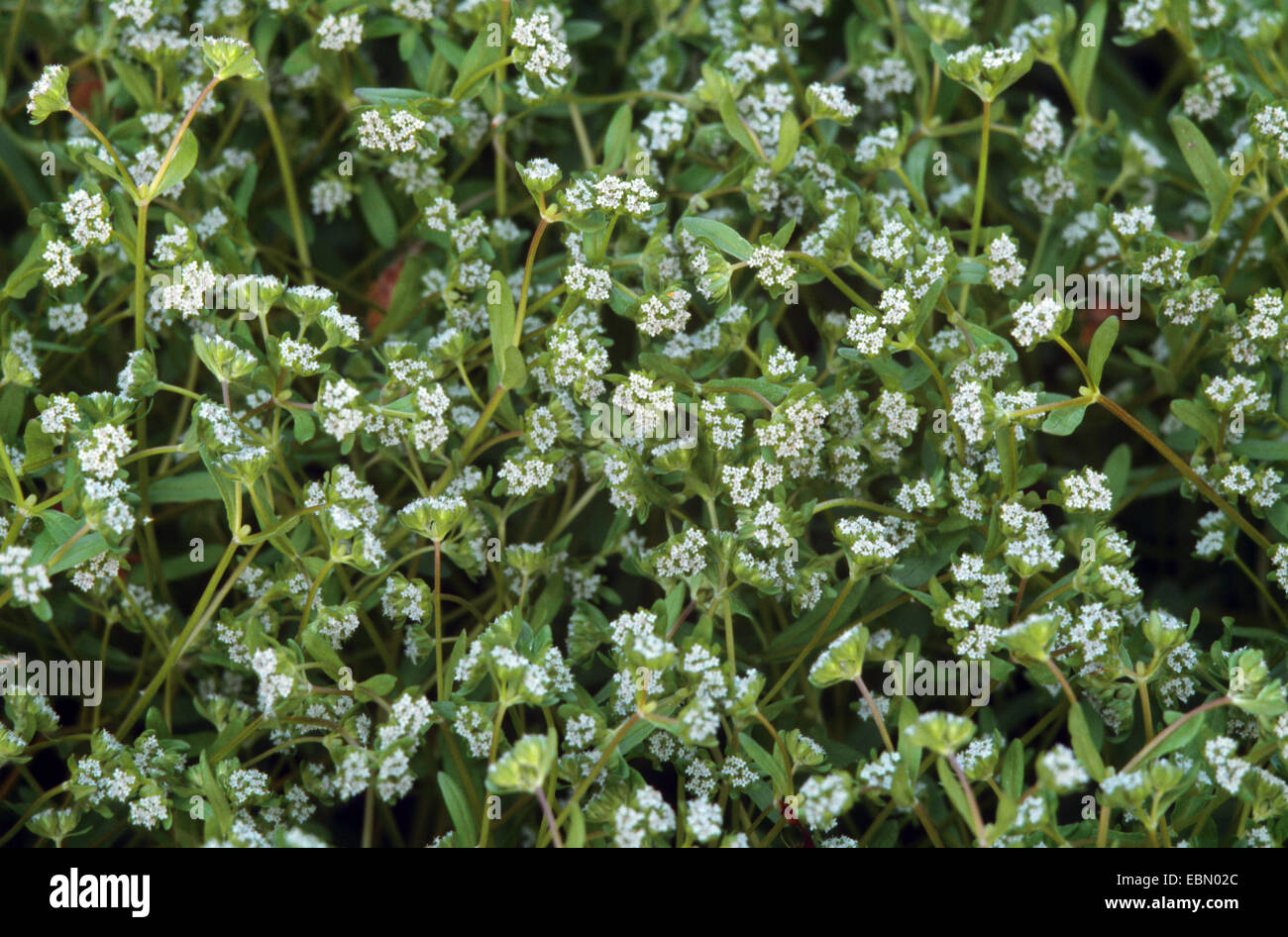Keeled fruited cornsalad hi-res stock photography and images - Alamy
