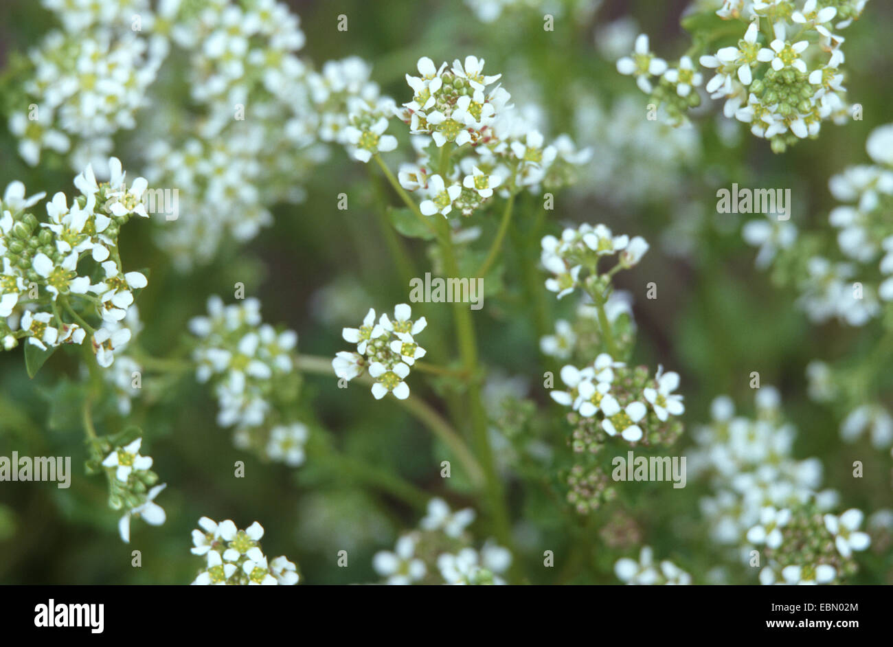 common scurvy grass (Cochlearia officinalis), blooming Stock Photo - Alamy