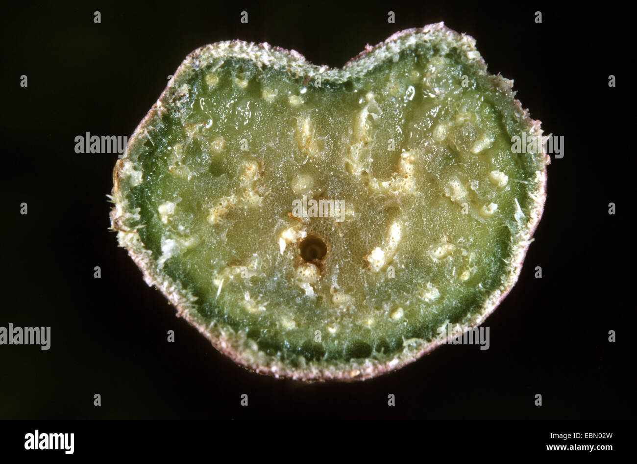 bracken fern (Pteridium aquilinum), sprout section Stock Photo - Alamy