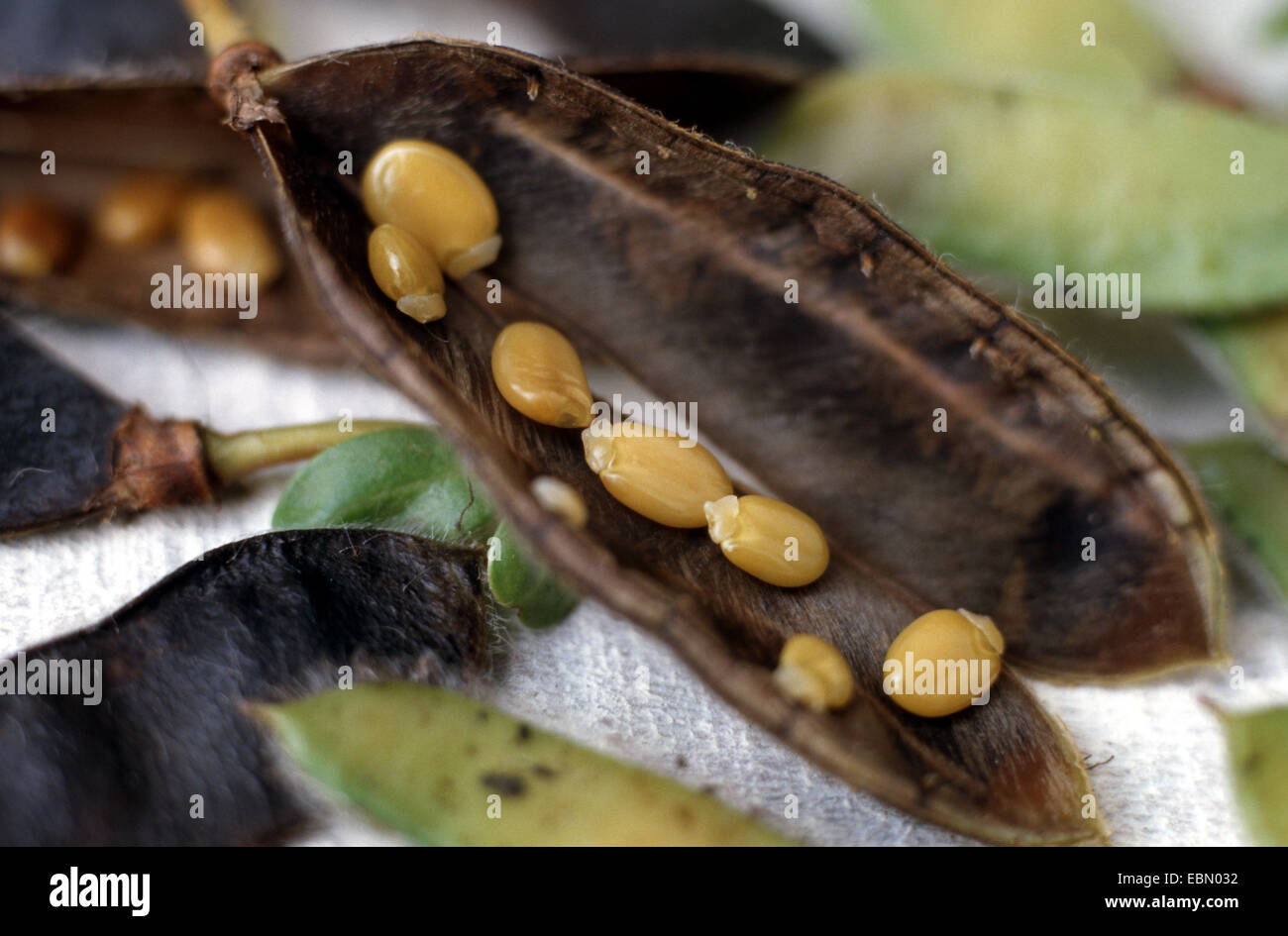 Scotch broom (Cytisus scoparius, Sarothamnus scoparius), opened fruit ...