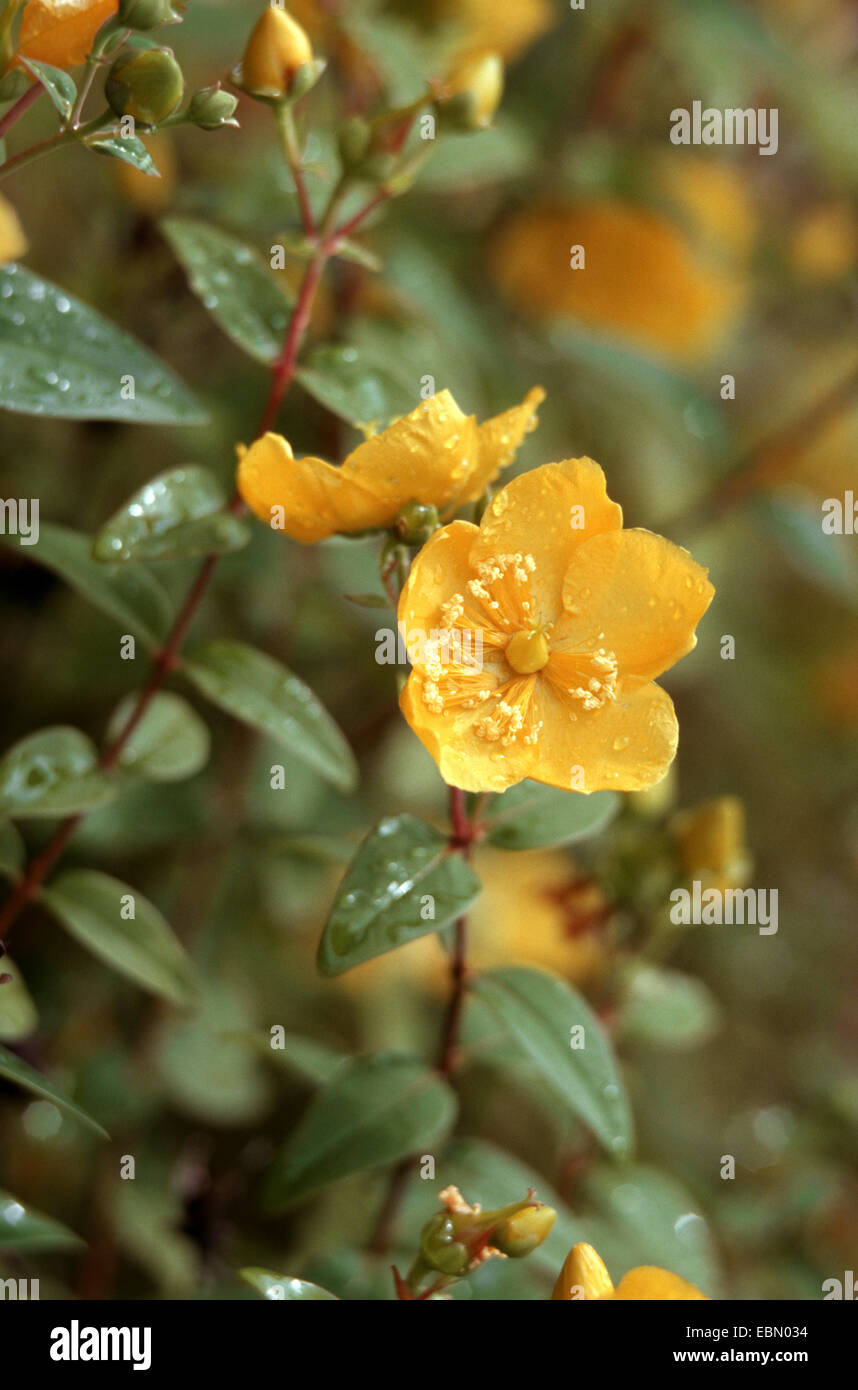 Hypericum forrestii hi-res stock photography and images - Alamy