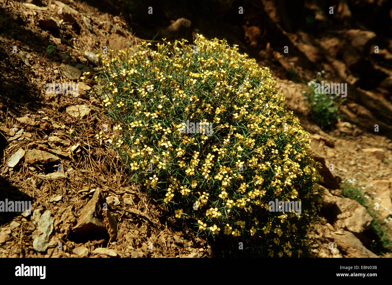 Vella (Vella spinosa), blooming, Spain, Andalusia, Sierra Nevada Stock ...