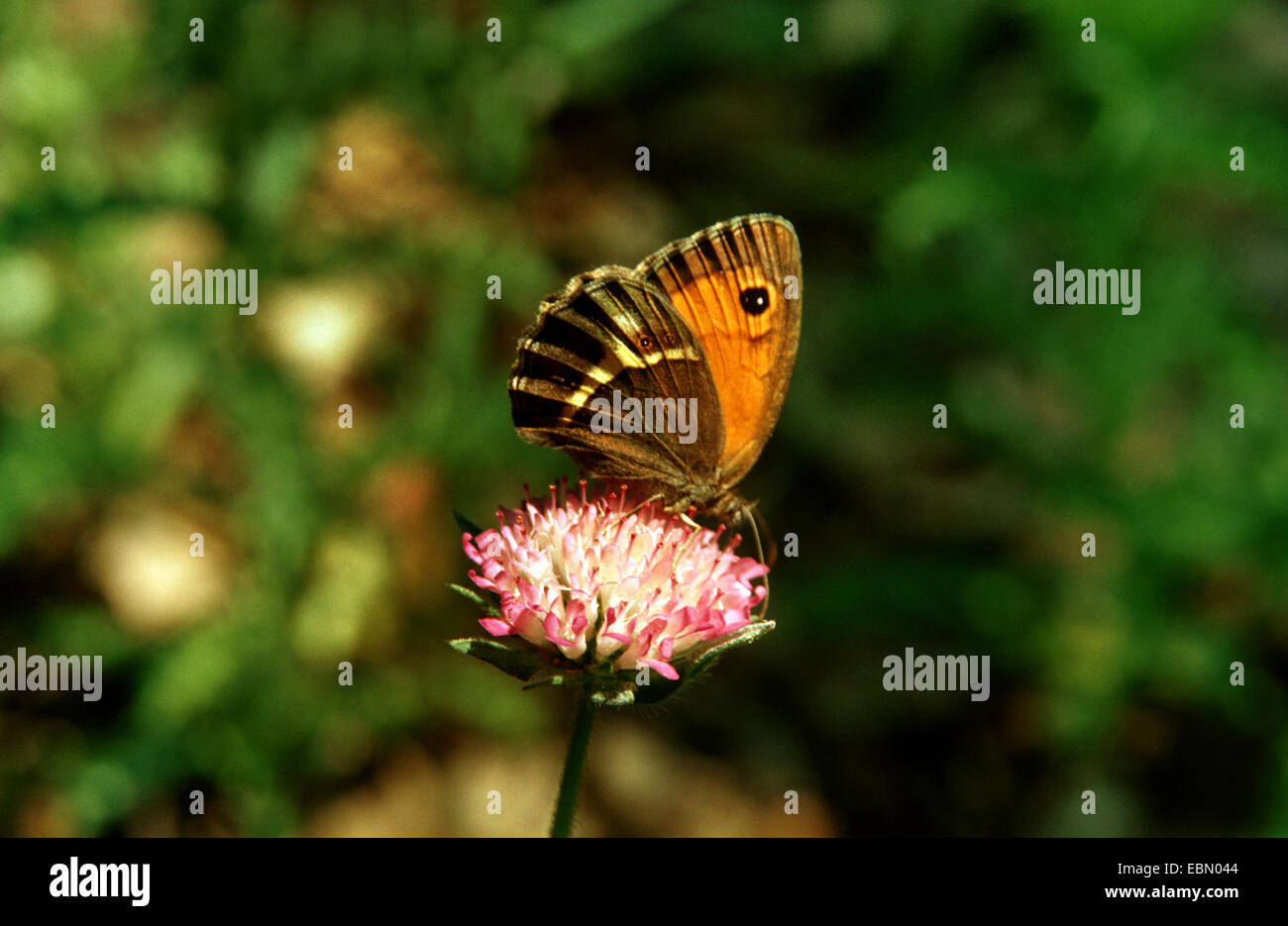 Spanish Gatekeeper (Pyronia bathseba), imago at flower, Spain Stock ...
