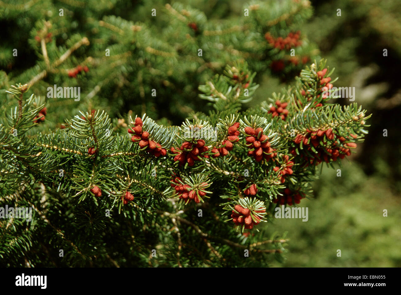 greek fir (Abies cephalonica), branches with male flowers, Greece Stock ...