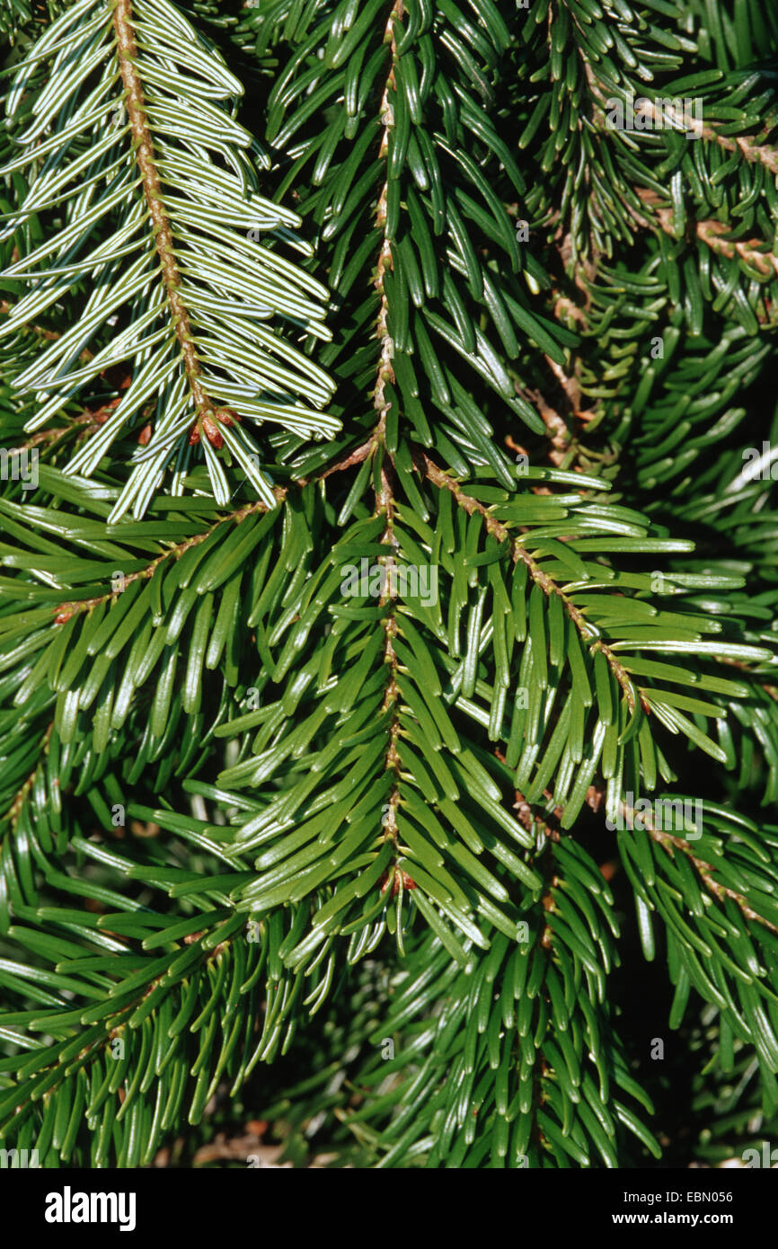Nordman fir abies nordmanniana hi-res stock photography and images - Alamy
