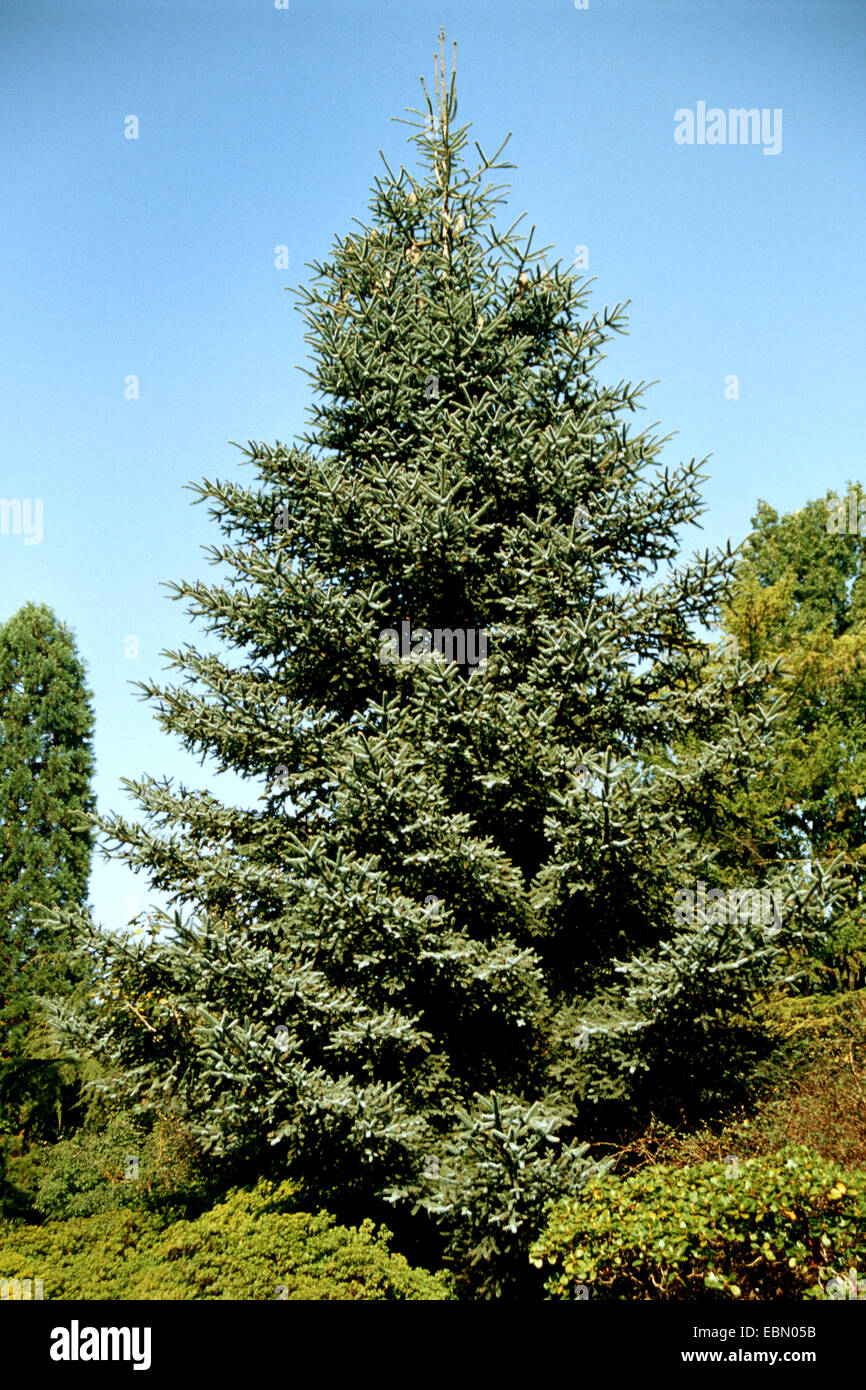 Noble fir, Red fir, White fir (Abies procera 'Glauca', Abies nobilis ...