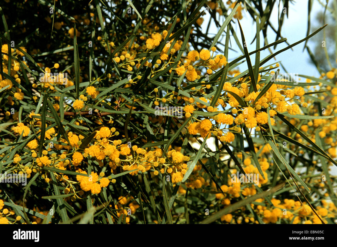 Creeping wattle, Blue-leaf wattle (Acacia saligna), blooming branches ...