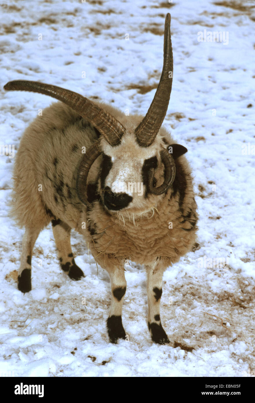 four-horn-sheep (Ovis ammon f. aries), adult animal in snow Stock Photo ...