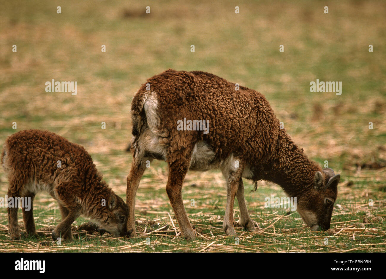 Female lamb hi-res stock photography and images - Alamy
