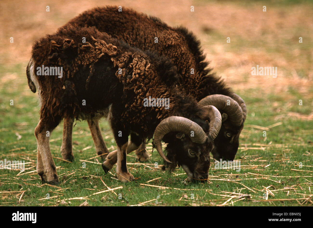 Soay sheep (Ovis ammon f. aries), Two rams grazing Stock Photo - Alamy