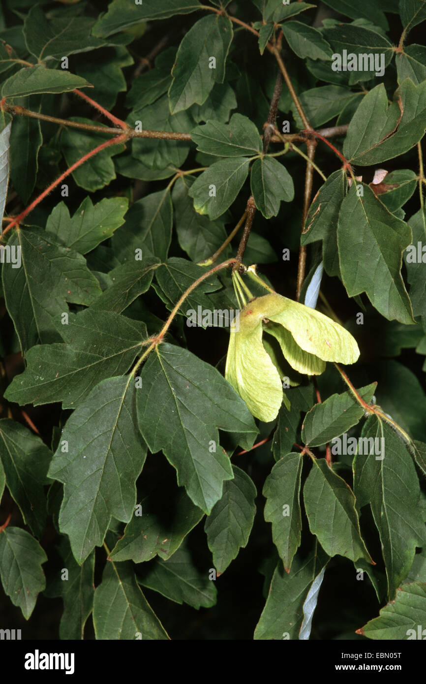 Acer Griseum Paperbark Maple Tree Stock Photos & Acer Griseum Paperbark ...