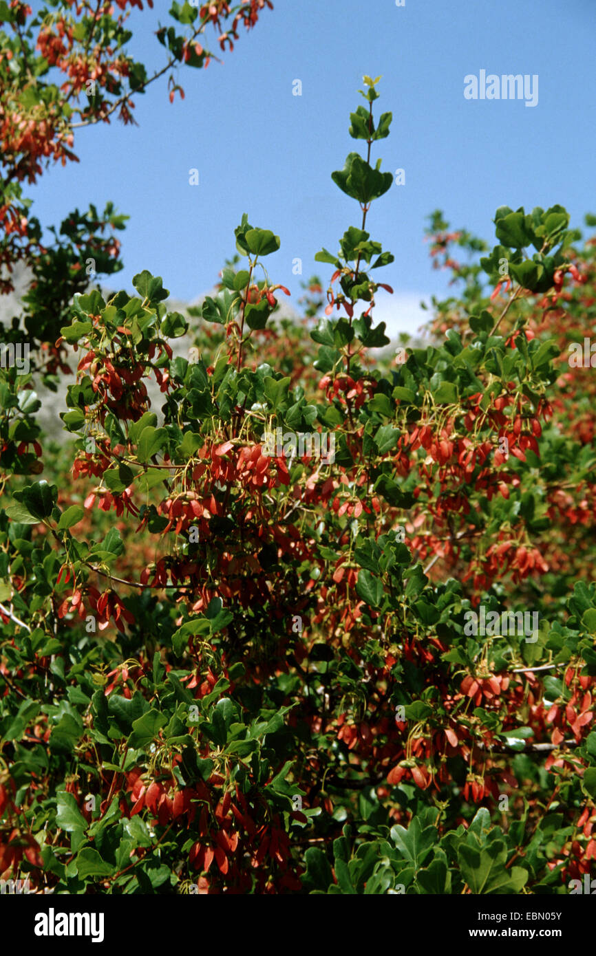 Montpellier maple (Acer monspessulanum), branch with fruits Stock Photo ...