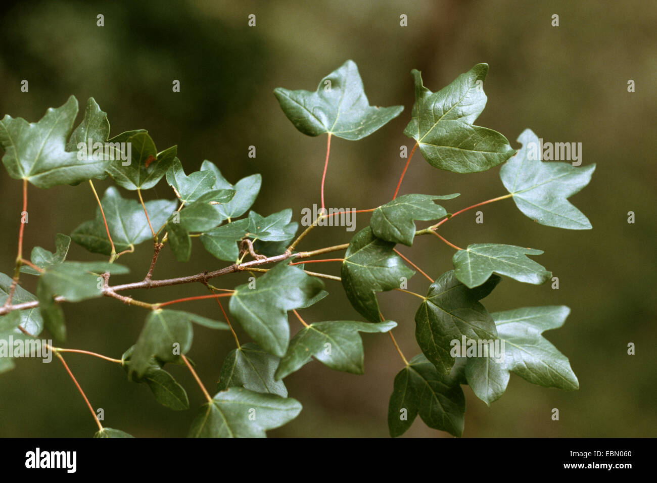 Montpellier maple (Acer monspessulanum), branch Stock Photo - Alamy