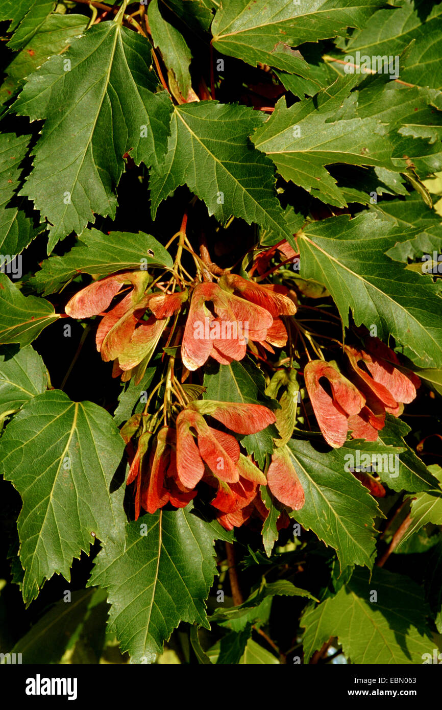 Amur maple (Acer ginnala), branch with fruits Stock Photo - Alamy