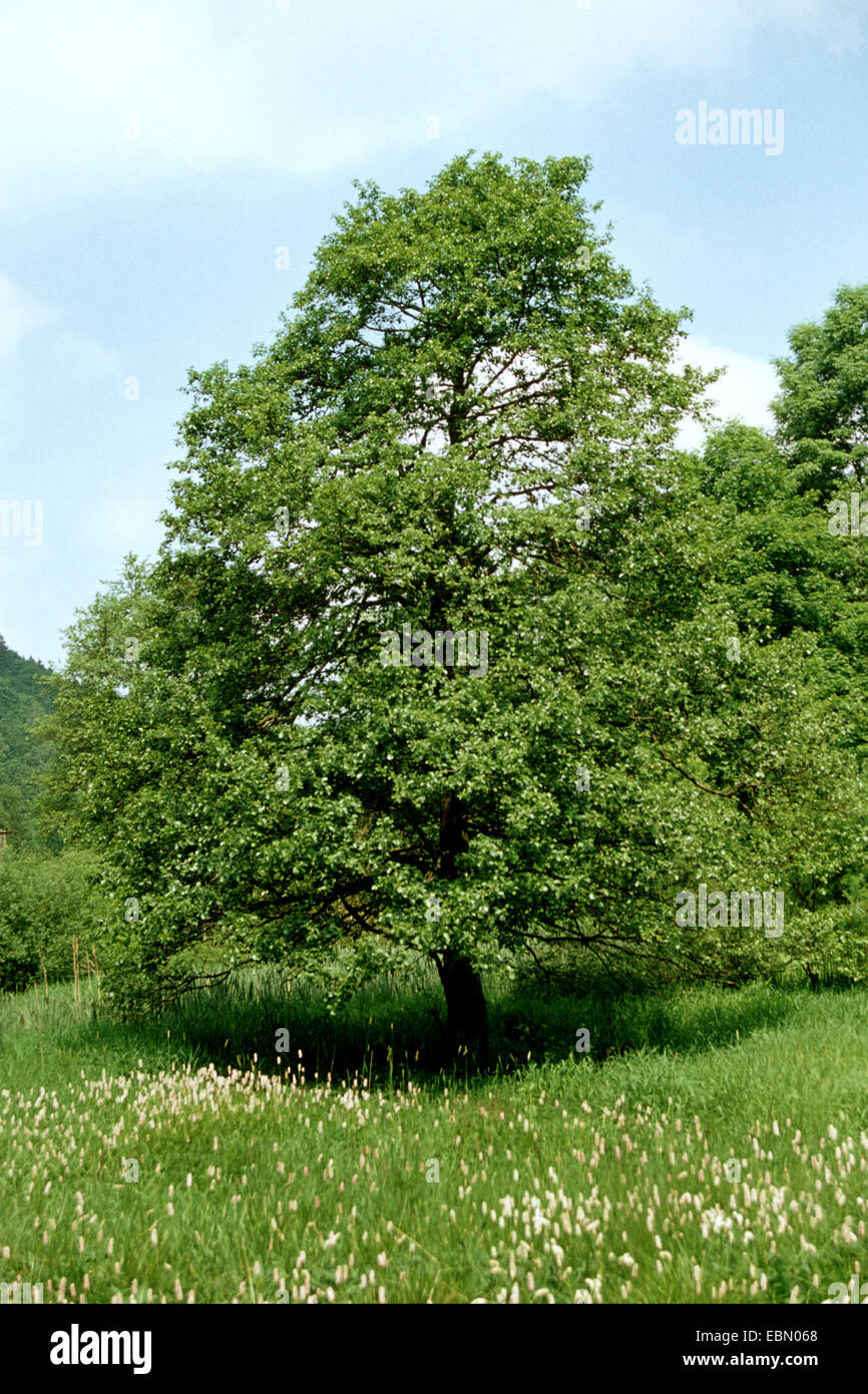 common alder, black alder, European alder (Alnus glutinosa), single ...