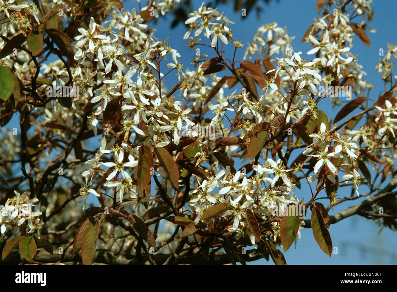 Dwarf serviceberry hi-res stock photography and images - Alamy