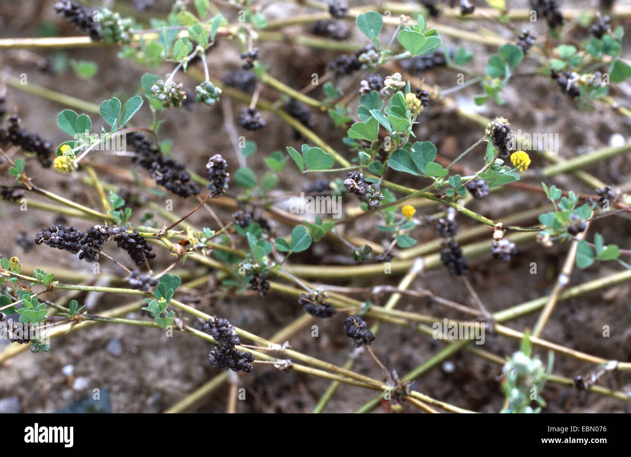 Black medick, Black trefoil, Hop clover, Yellow trefoil (Medicago ...
