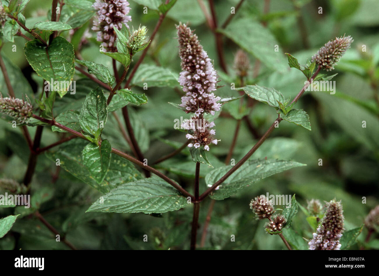 peppermint, hybrid-peppermint (Mentha x piperita, Mentha piperita, M ...