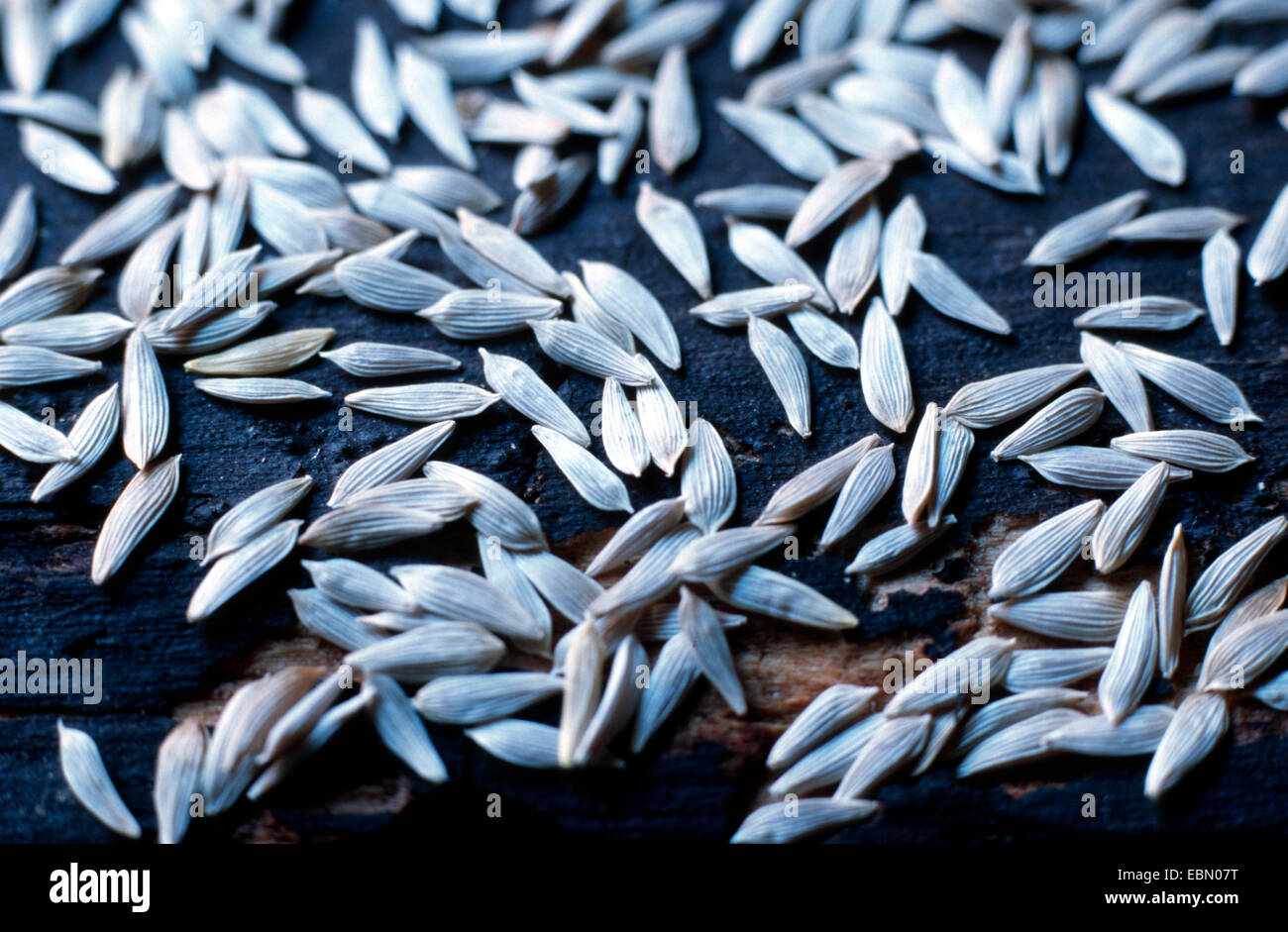 Lettuce seeds hi-res stock photography and images - Alamy