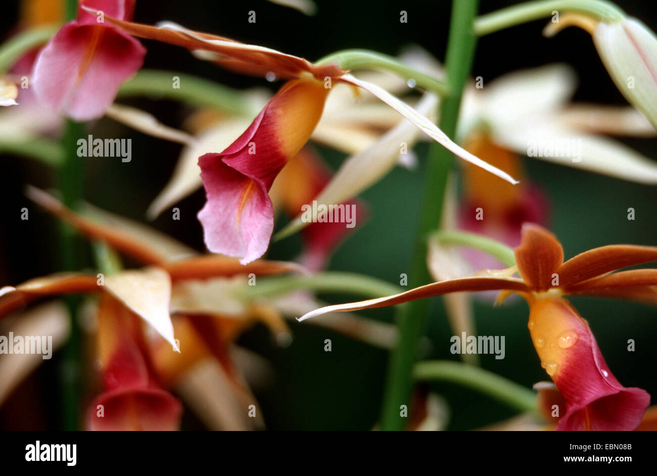 Phaius orchid hi-res stock photography and images - Alamy