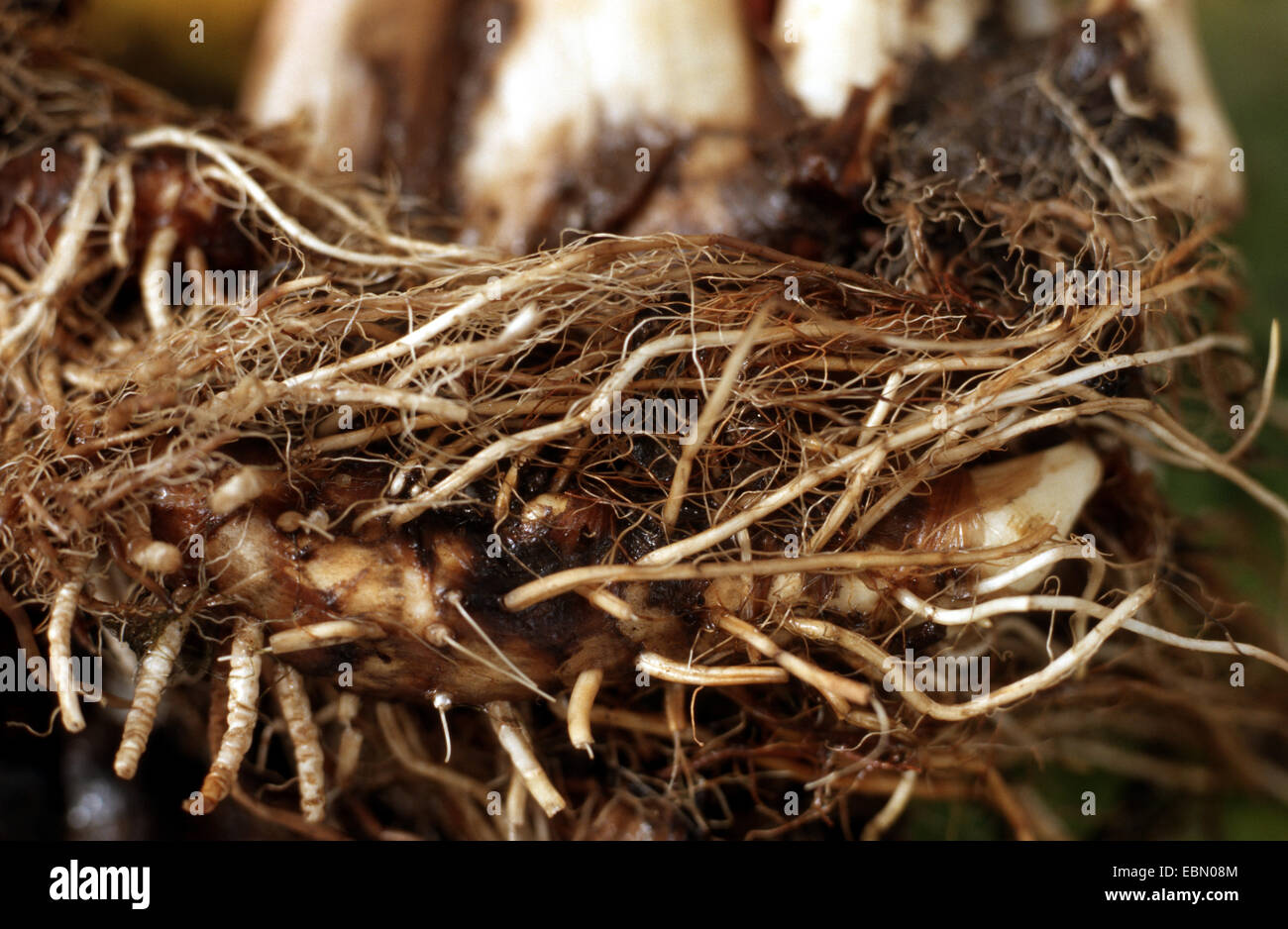 Butomus umbellatus root hi-res stock photography and images - Alamy