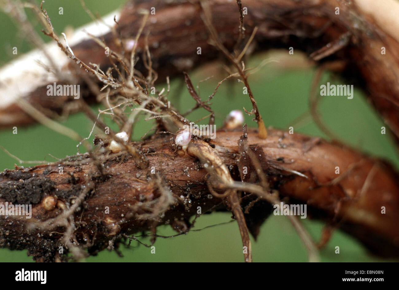 Blooming sally hi-res stock photography and images - Alamy