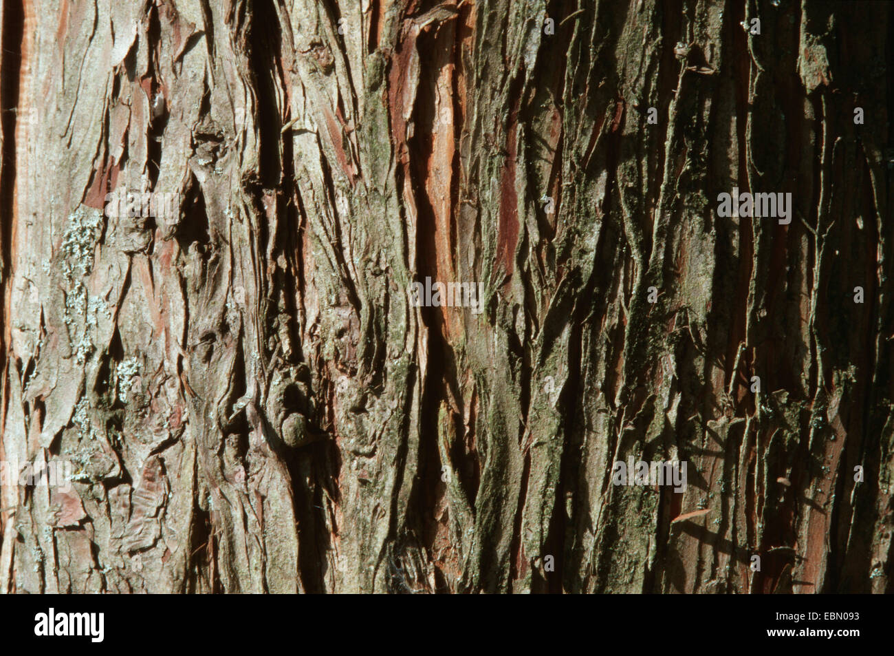 Pond Cypress, Pond Baldcypress (Taxodium ascendens, Taxodium distichum ... Pond Cypress, Pond Baldcypress (Taxodium ascendens, Taxodium distichum ...