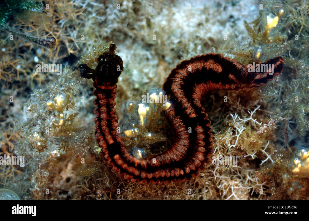 Synapta hi-res stock photography and images - Alamy