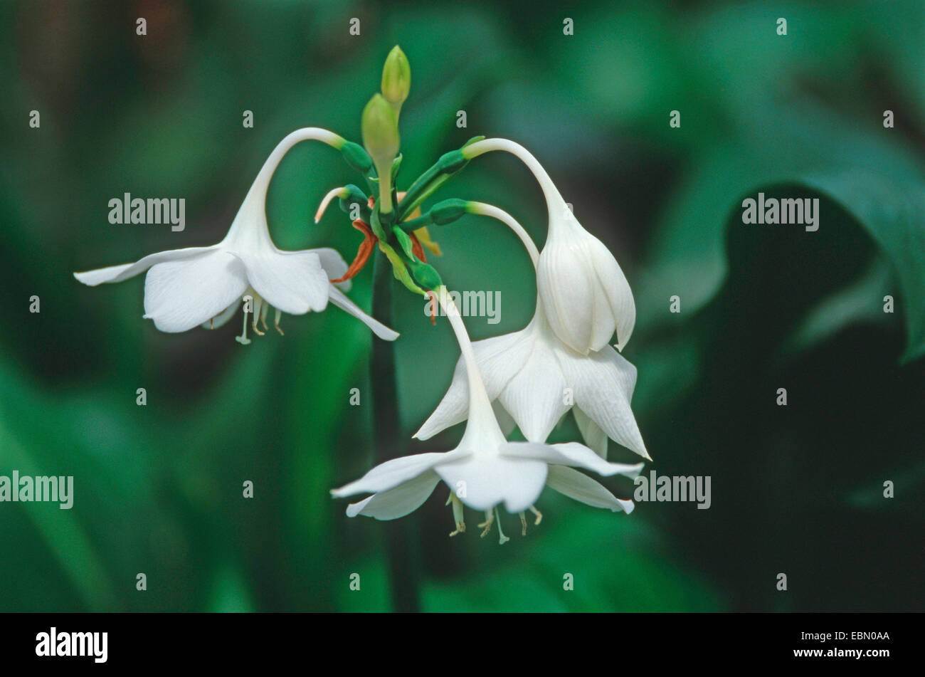 Amazon lily (Eucharis amazonica), blooming Stock Photo - Alamy