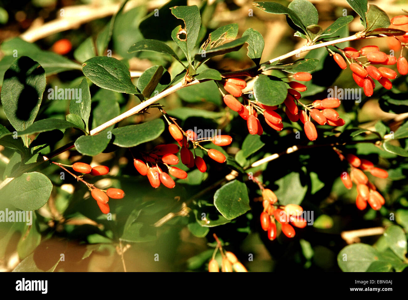 common barberry, European barberry (Berberis vulgaris), fruiting ...