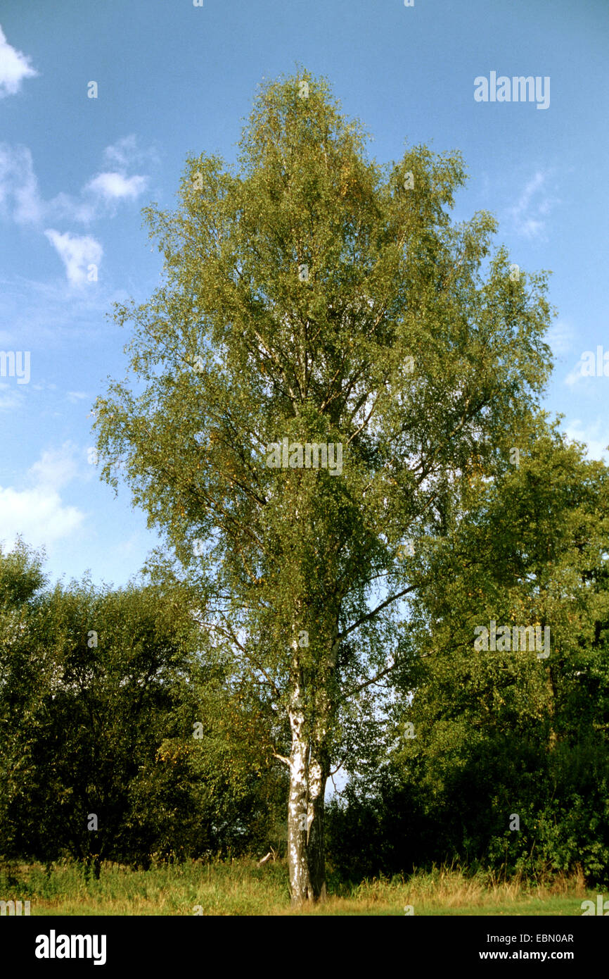 common birch, silver birch, European white birch, white birch (Betula ...
