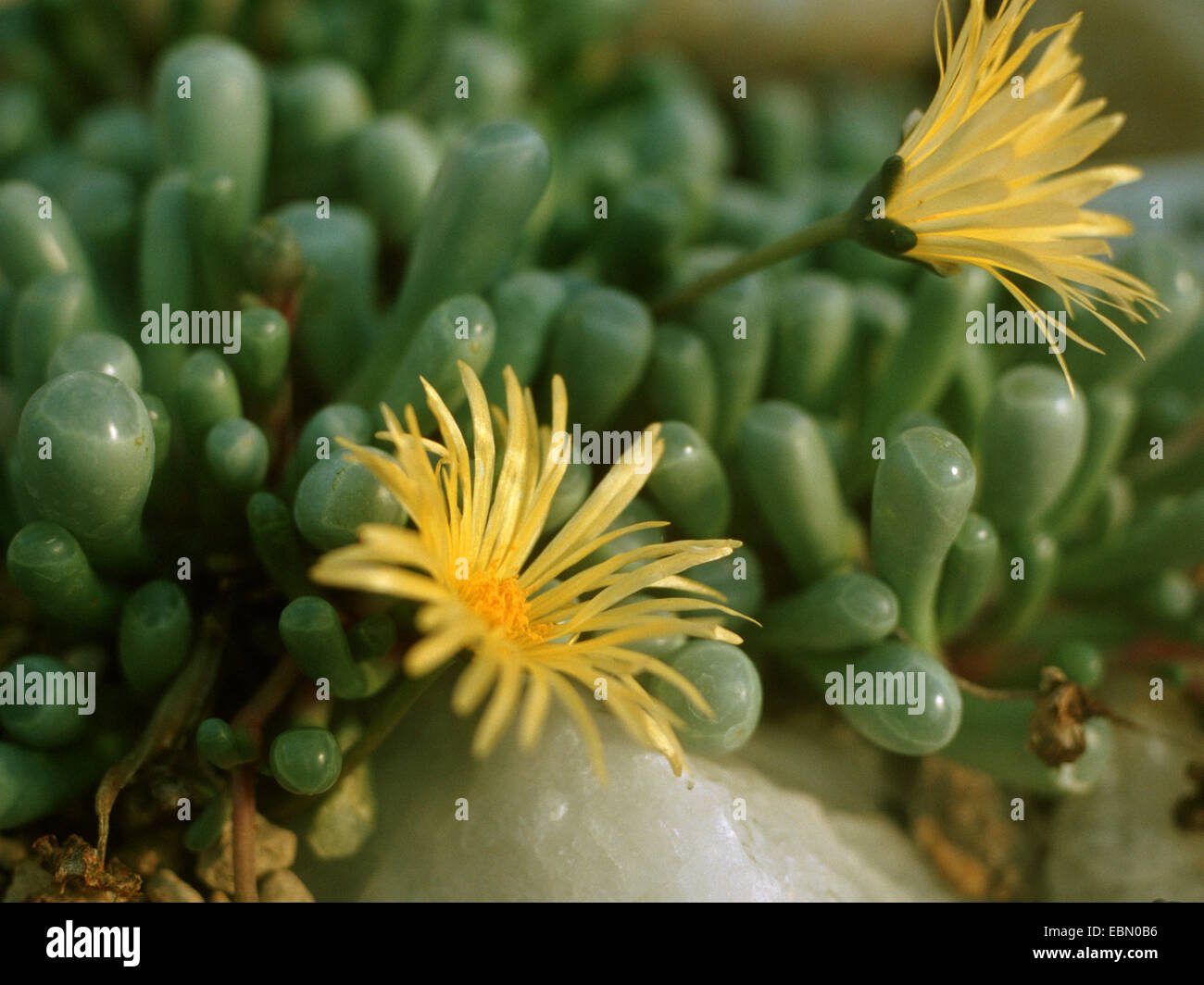 Babys toes, Window plant (Fenestraria rhopalophylla), blooming Stock ...