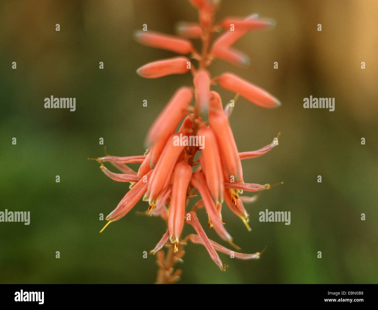 Aloe (Aloe dorotheae), inflorescence Stock Photo - Alamy