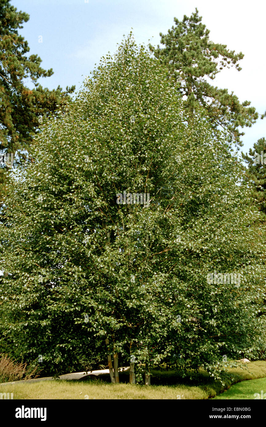 Downy Birch Trees High Resolution Stock Photography and Images - Alamy