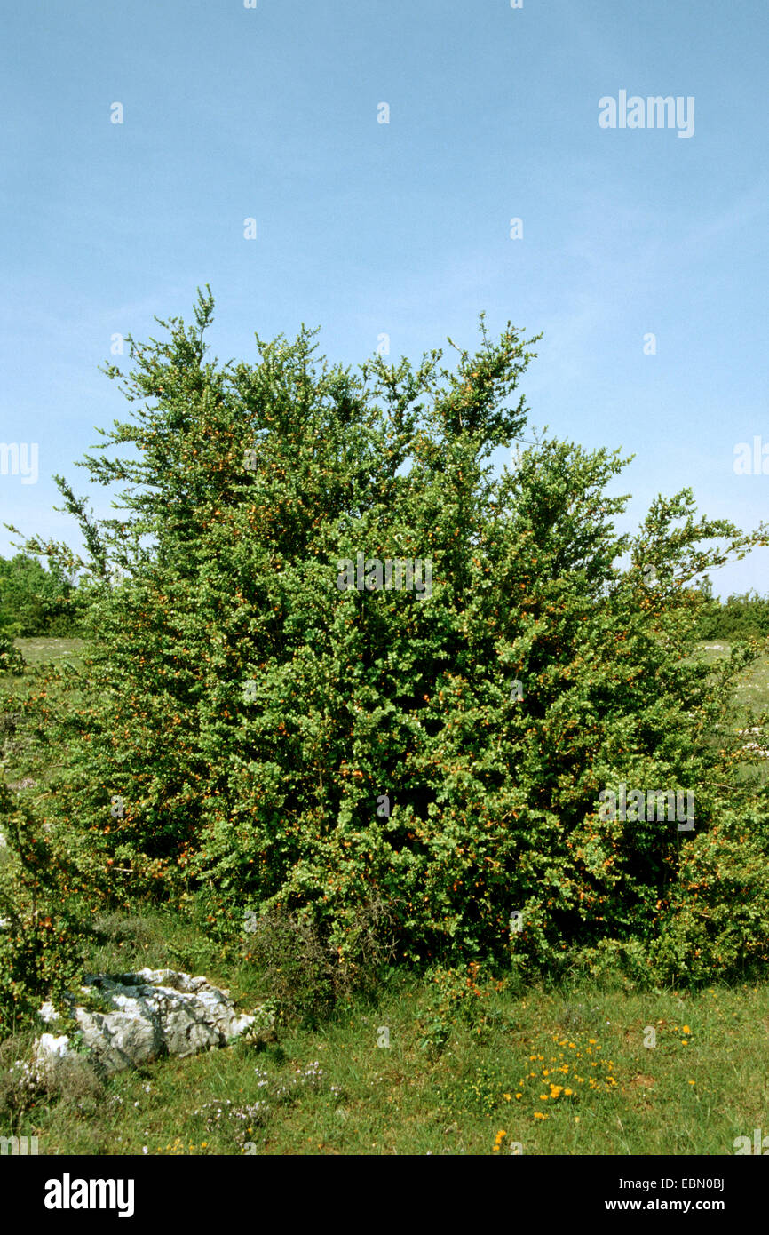common box, boxwood (Buxus sempervirens), bushs in a meadow, Germany ...