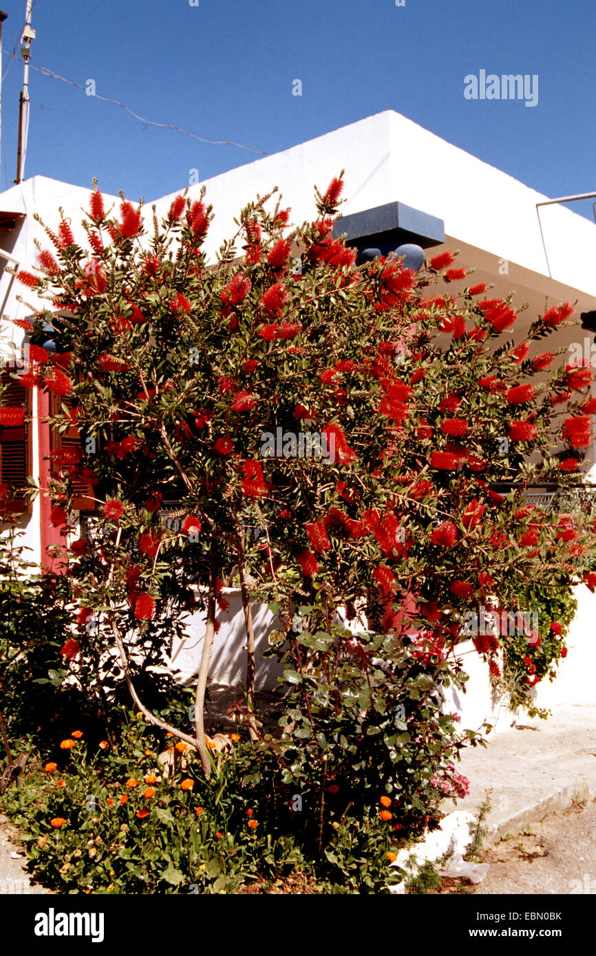 Bottlebrush bottlebush tree callistemon rigidus hi-res stock ...