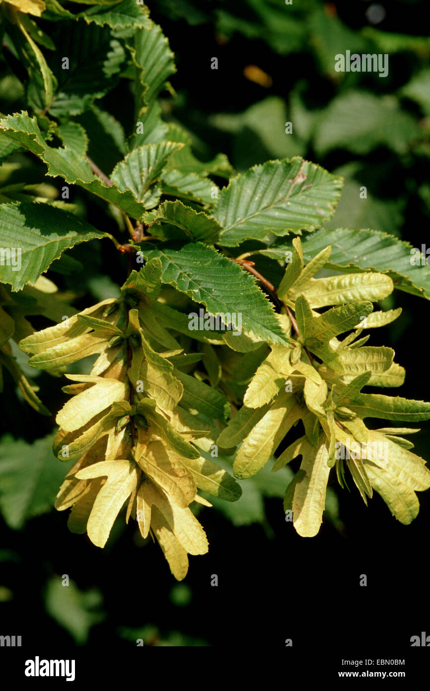 common hornbeam, European hornbeam (Carpinus betulus), branches with ...