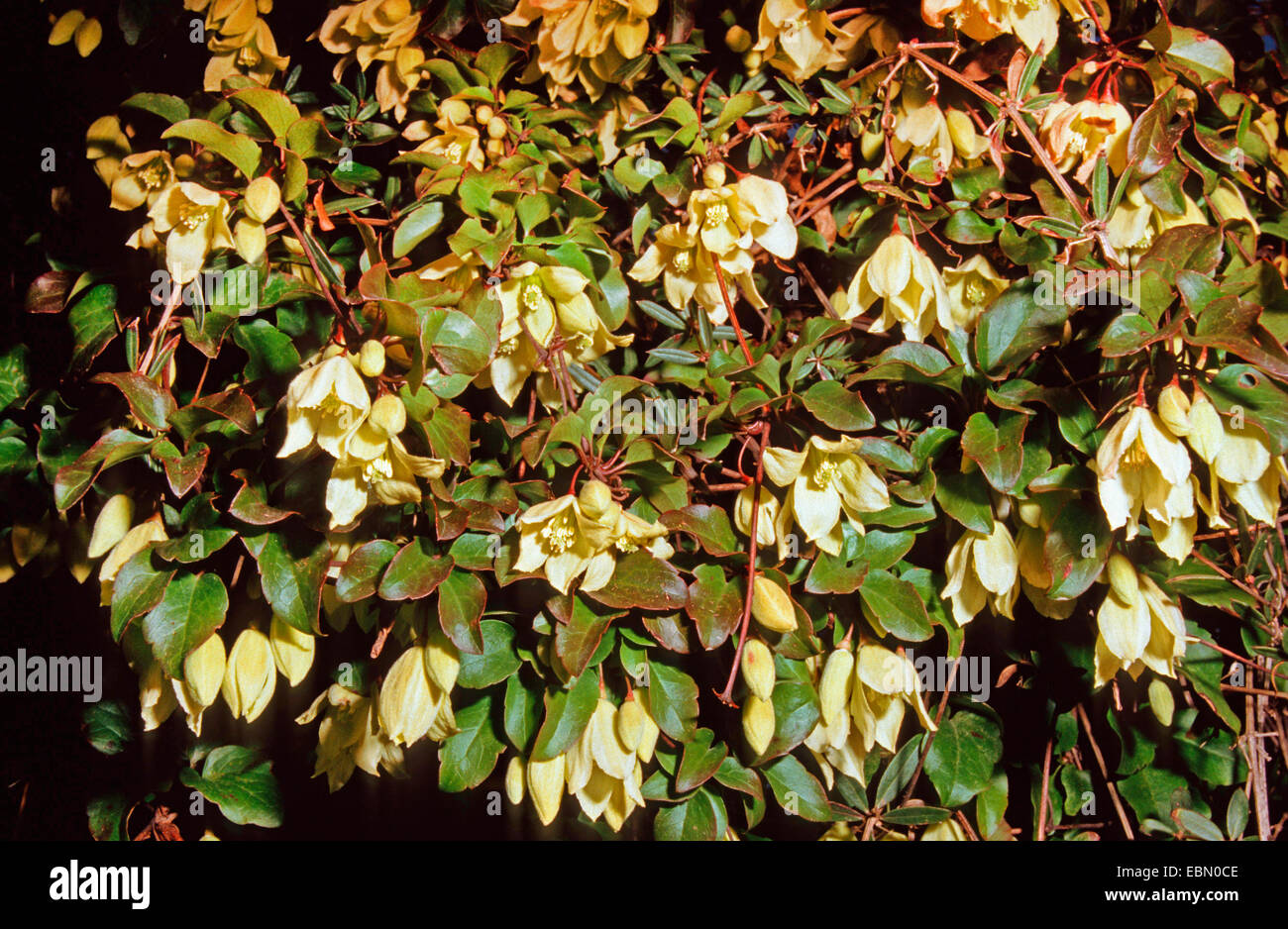Fernleaved hi-res stock photography and images - Alamy