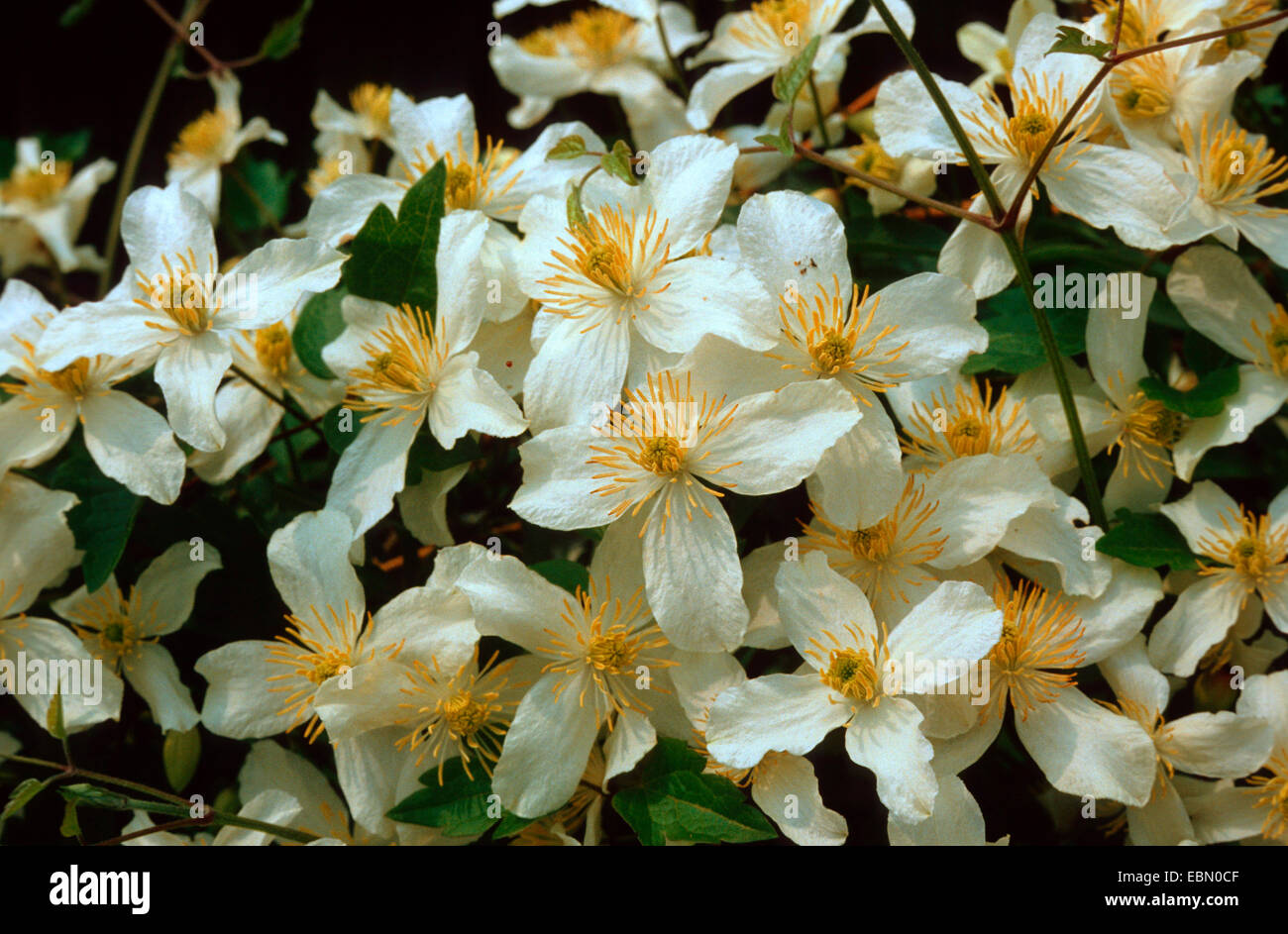 Mountain clematis (Clematis montana), blooming Stock Photo - Alamy